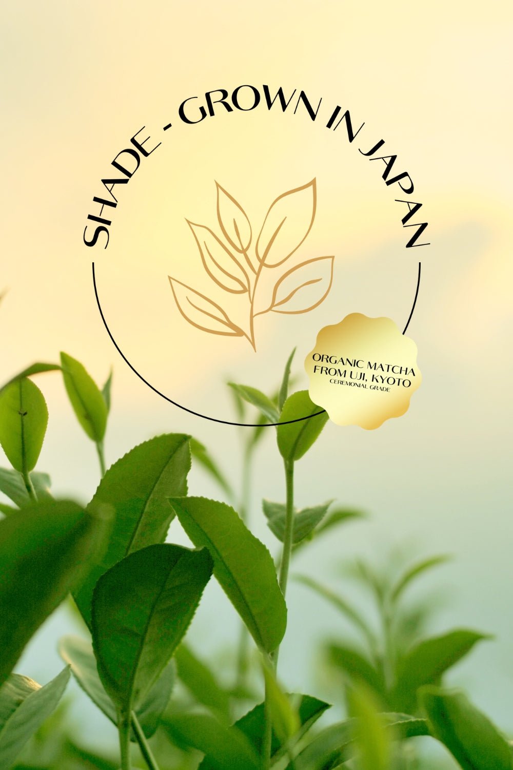 From Turkey to Japan. Discover the new Matcha Spoon and the benefits ...